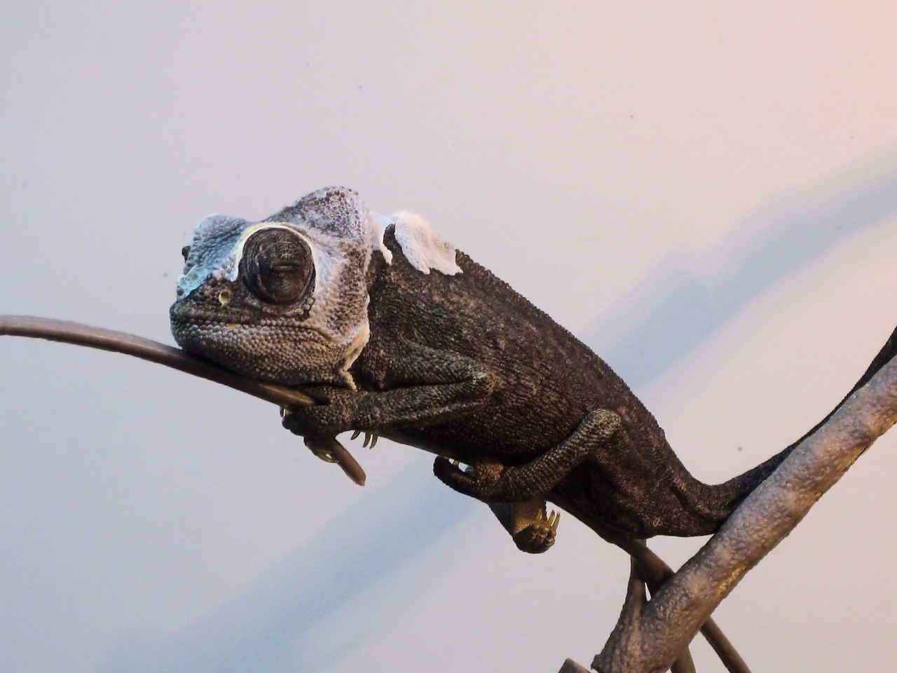How to Breed Chameleons (Step-By-Step Guide) – Pretentious Pets